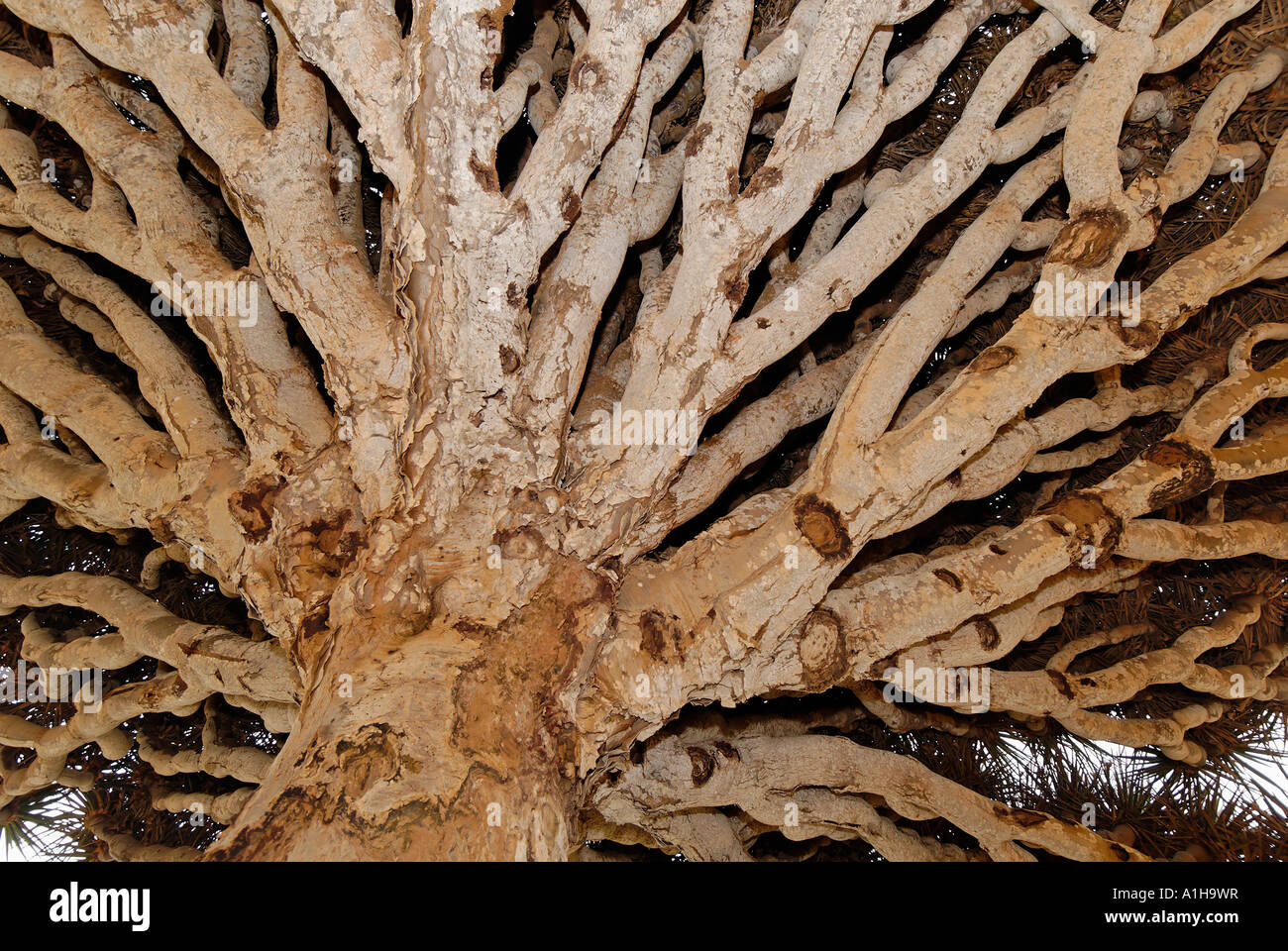 Dragon s Blood Tree on Homhil Plateau Sokotra island Yemen Stock Photo ...