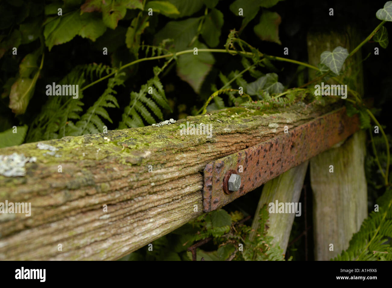 gate post in hedge Stock Photo - Alamy