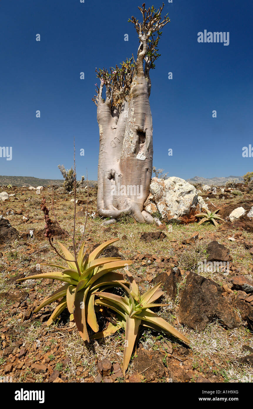 Socotra Desert Rose or Bottle Tree adenium obesum sokotranum Socotra ...