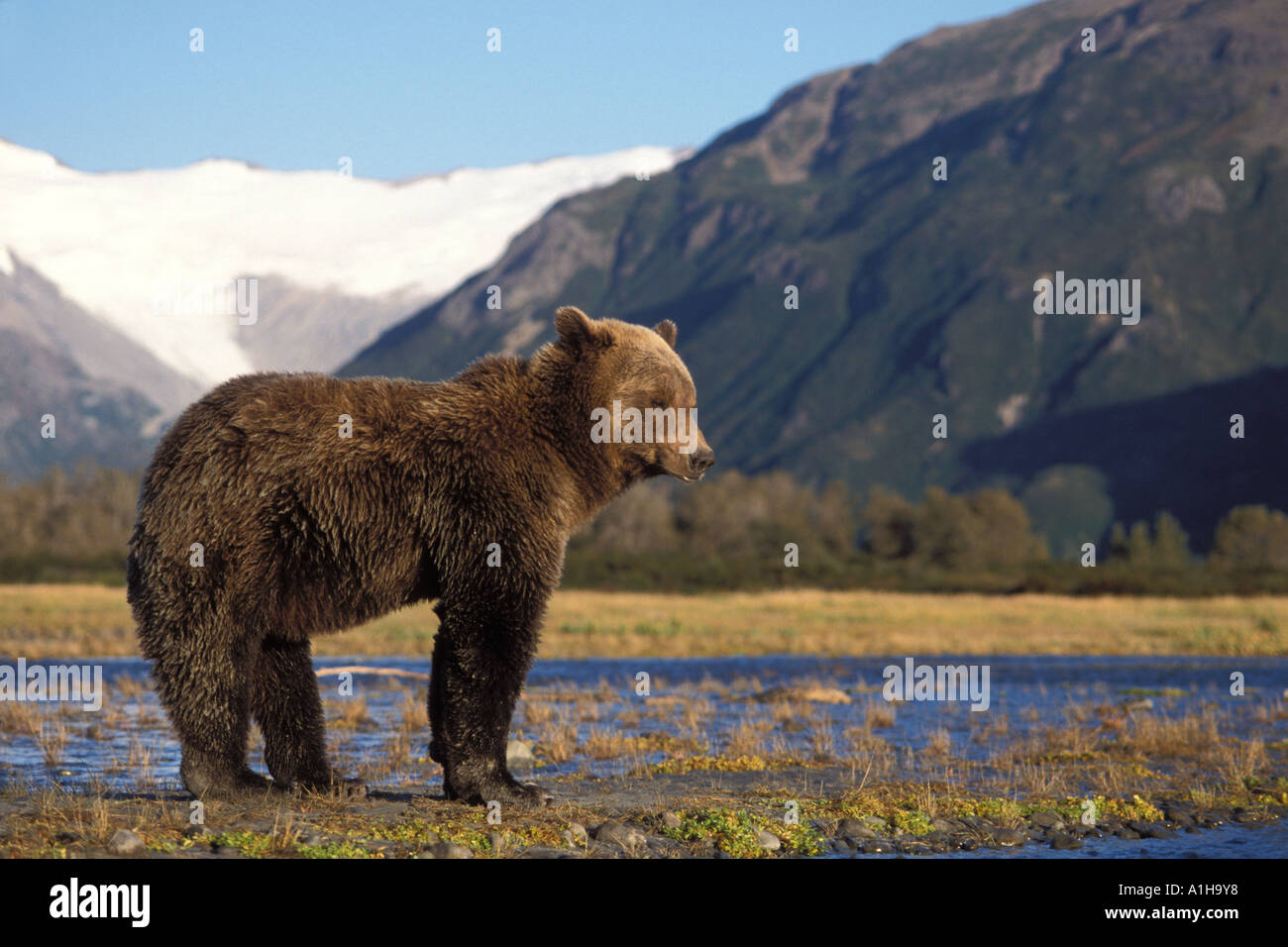 brown bear Ursus arctos grizzly bear Ursus horribils stretching its ...