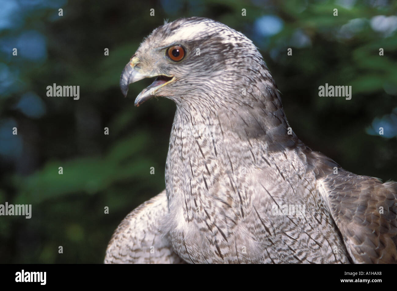 Northern goshawk america hi-res stock photography and images - Alamy