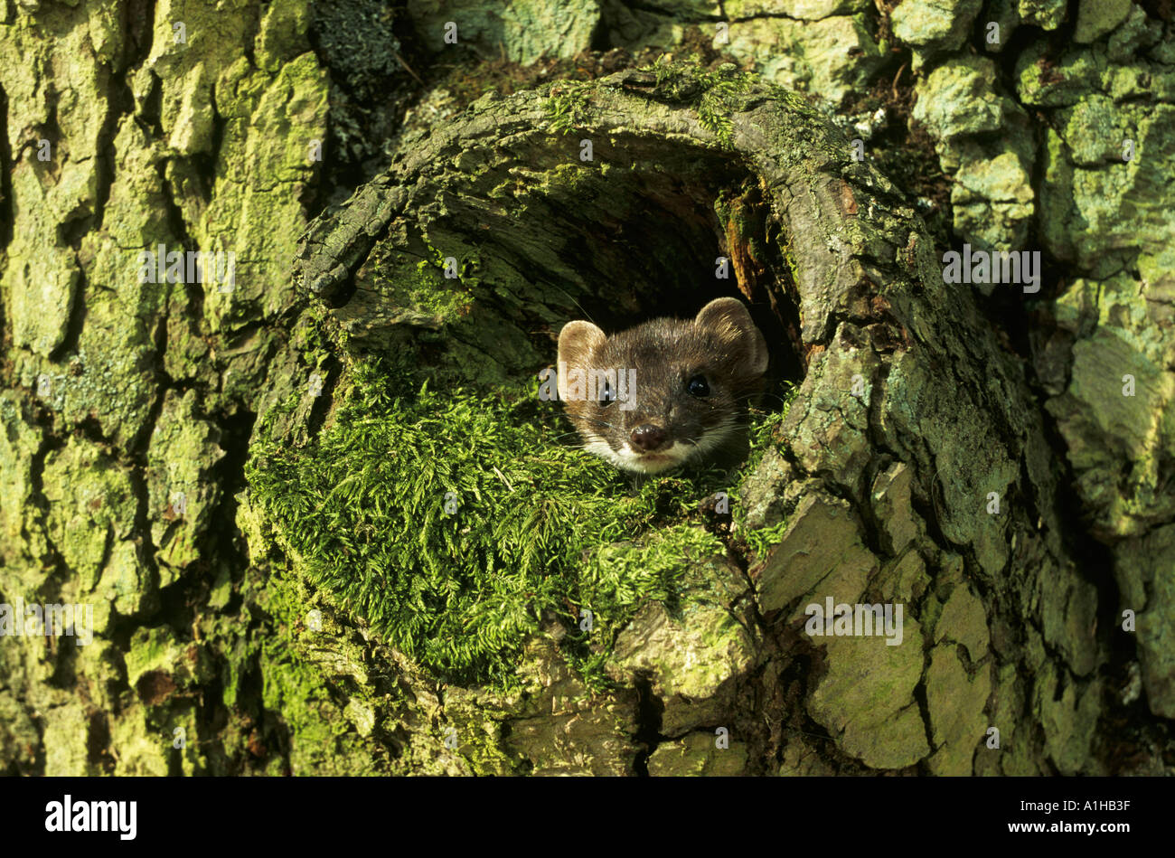 Weaselly hi-res stock photography and images - Alamy