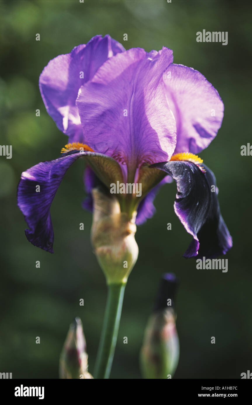 Lothario hi-res stock photography and images - Alamy