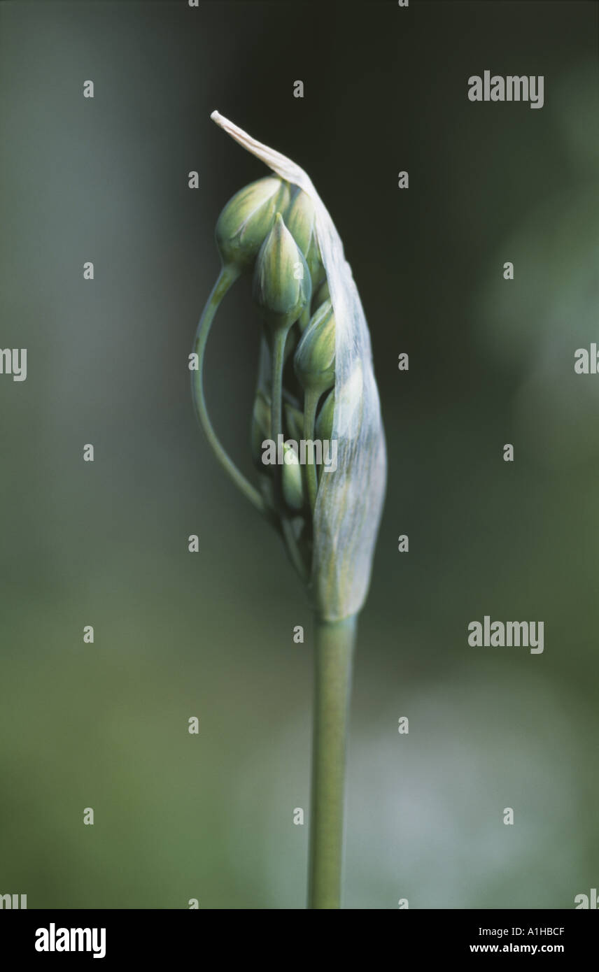 Bud castle hi-res stock photography and images - Alamy