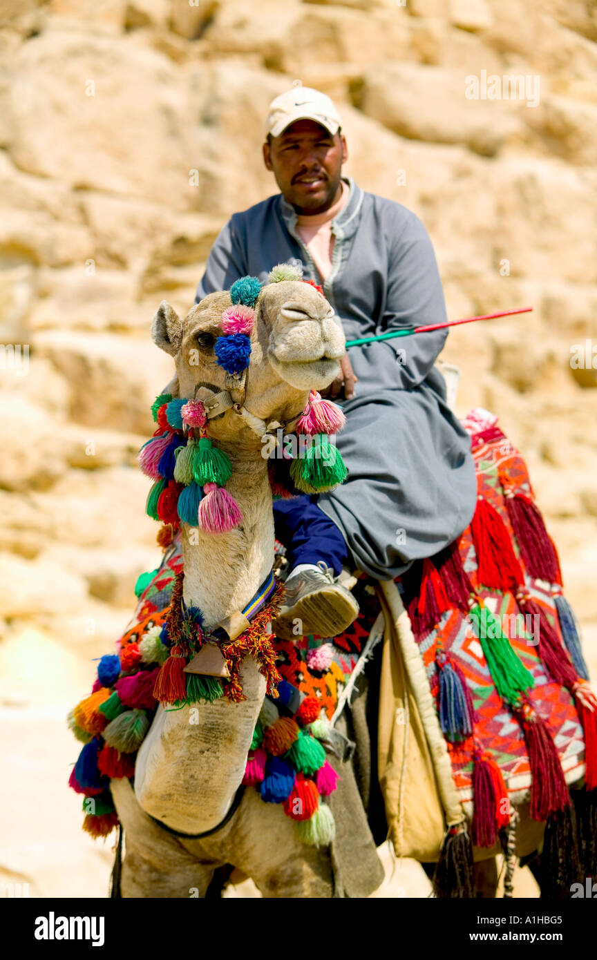 Camel Owner at the Pyramids on a camel, Gizeh, Cairo, Egypt Stock Photo ...
