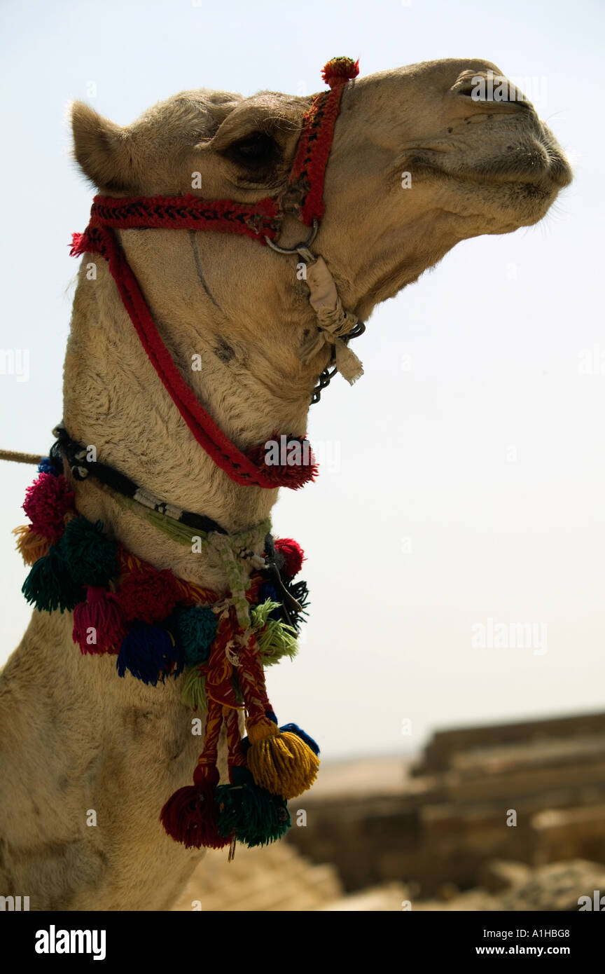 Camel's head and neck, Egypt Stock Photo - Alamy