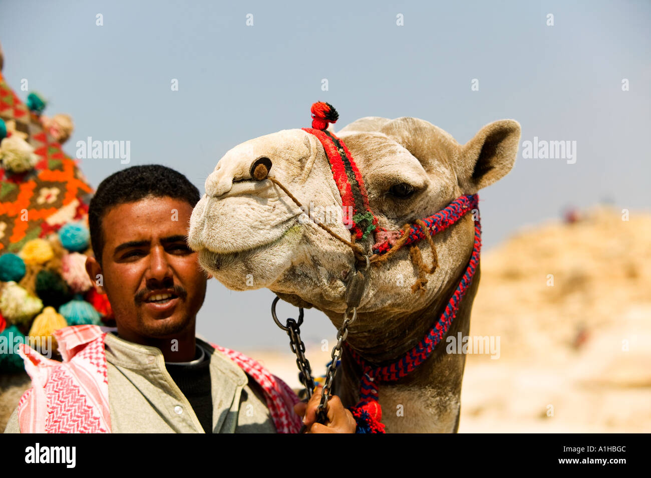 Camel with owner at the Pyramids, Gizeh, Cairo, Egypt Stock Photo - Alamy