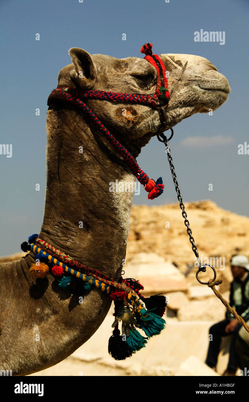 Camel's head and neck with a chain, Gizeh, Cairo, Egypt Stock Photo - Alamy