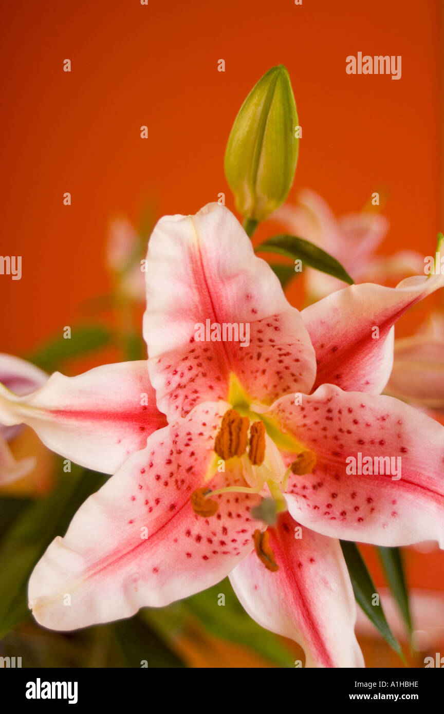 Lilly pod hi-res stock photography and images - Alamy