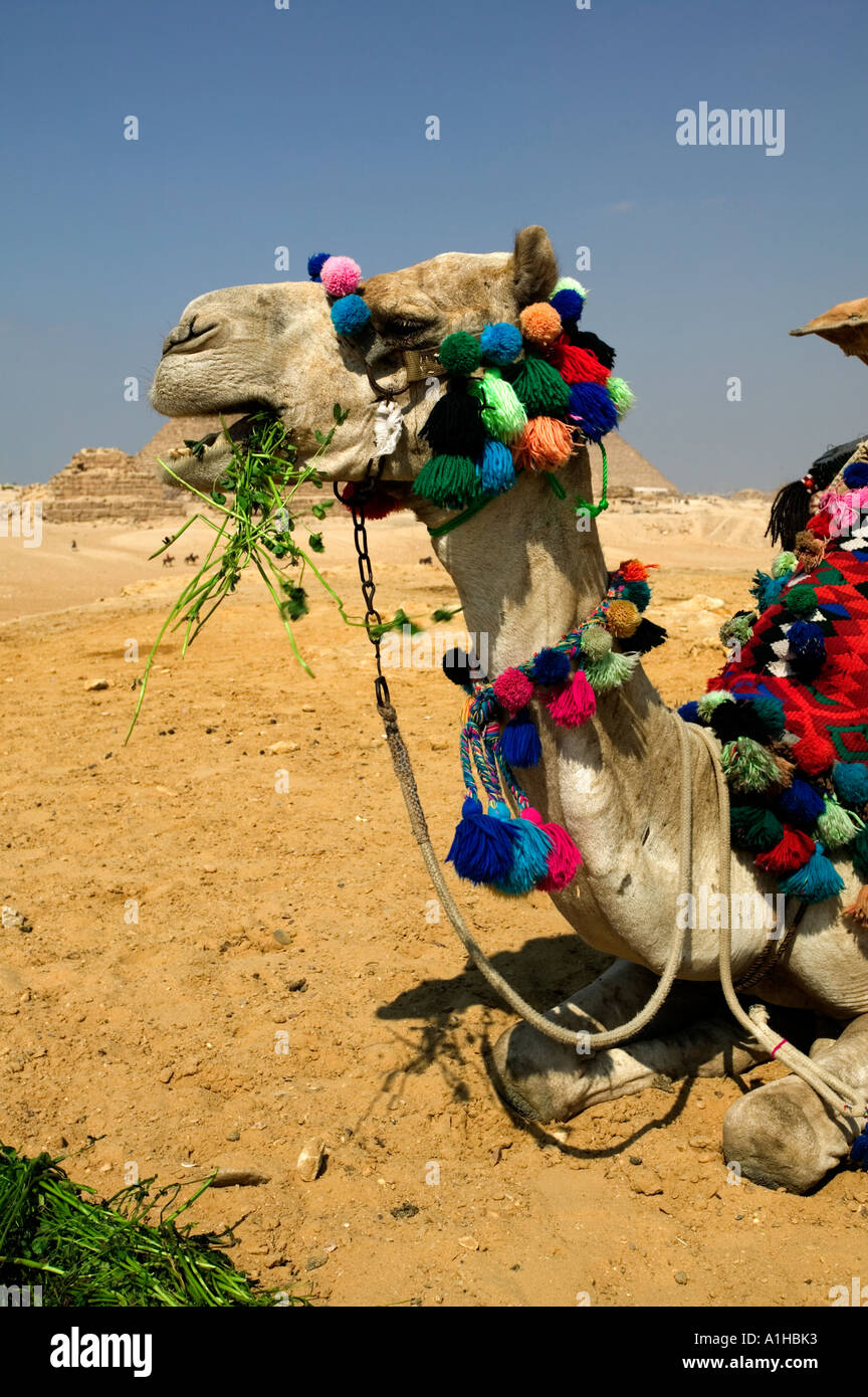 Camel feeding in front of the Pyramids at Gizeh, Cairo, Egypt Stock ...