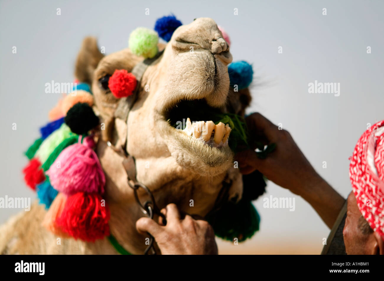 Camel owner grimace hands hi-res stock photography and images - Alamy