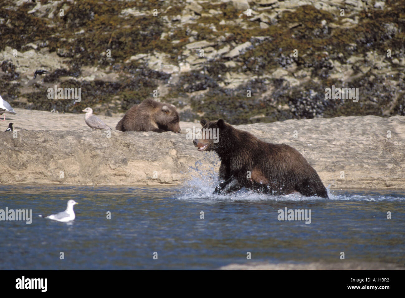 brown bear Ursus arctos grizzly bear Ursus horribils sow fishing for ...