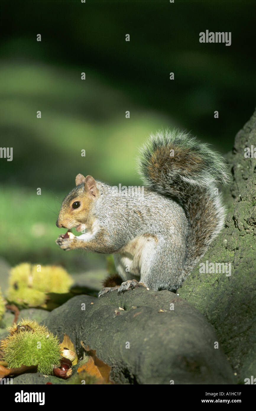 Squirrel eating sweet chestnut hi-res stock photography and images - Alamy