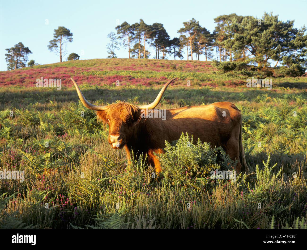 A Highland cow at the Devils Punch Bowl in Surrey Stock Photo - Alamy