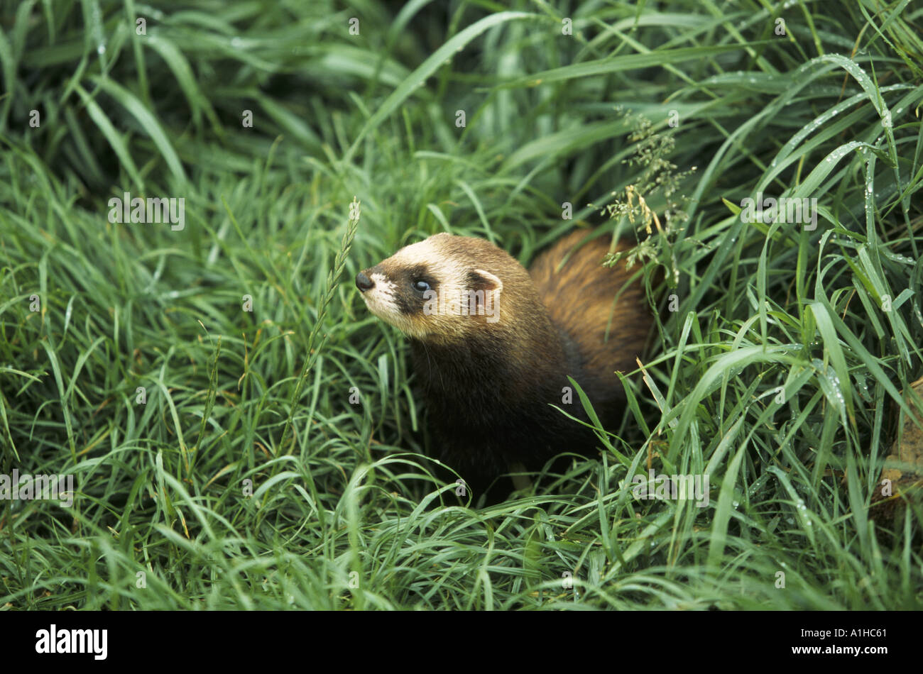 A Western Polecat Mustela putorius Stock Photo - Alamy