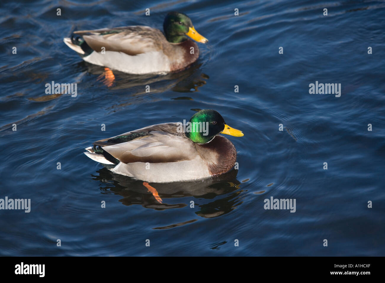 Two Mallard Ducks in Blue water Stock Photo - Alamy
