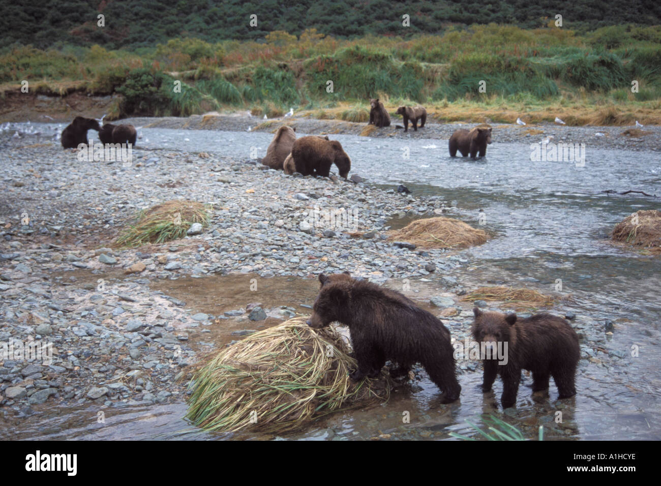 brown bear Ursus arctos grizzly bear Ursus horribils three cubs wait ...