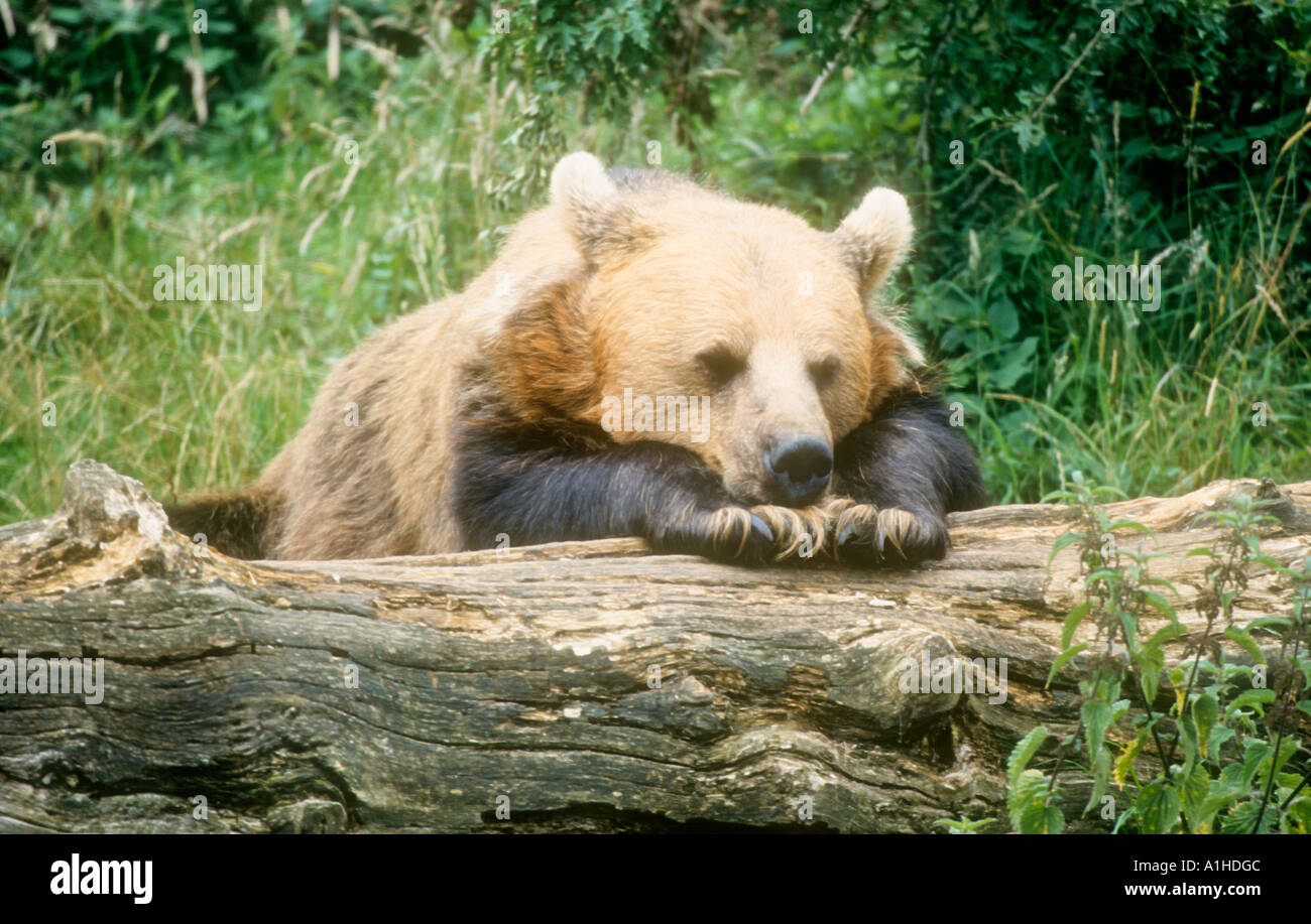 brown bear resting on log Stock Photo - Alamy