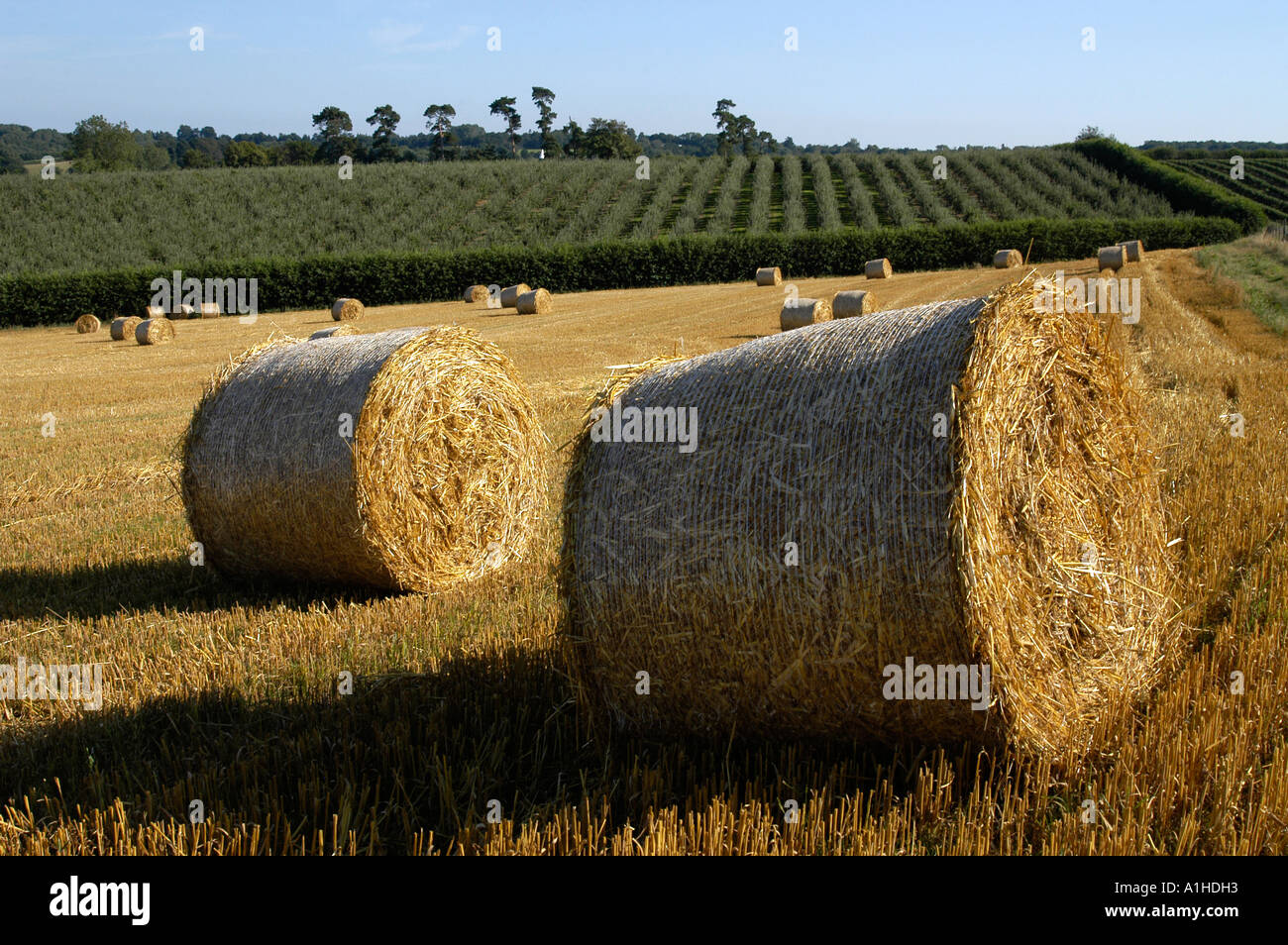 Sky trees hay straw bales farm field scene hi-res stock photography and ...