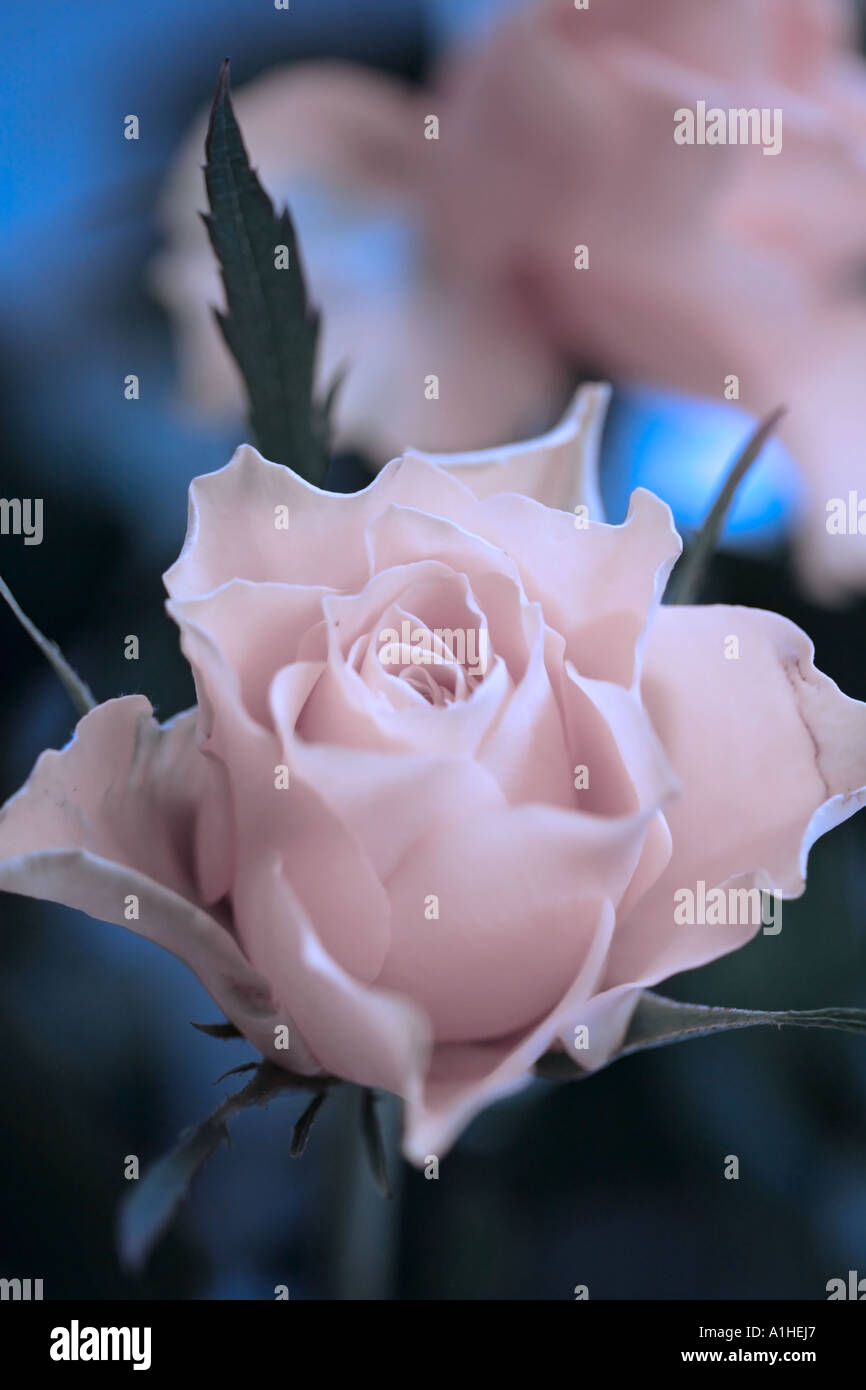 Pure light pink perfect rose hi-res stock photography and images - Alamy