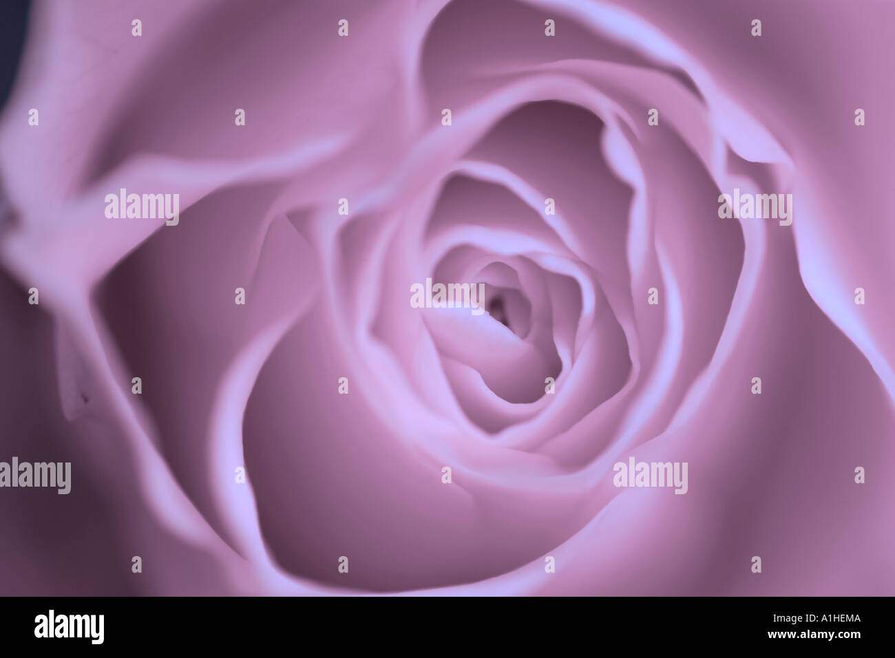 Antique rose pale hi-res stock photography and images - Alamy