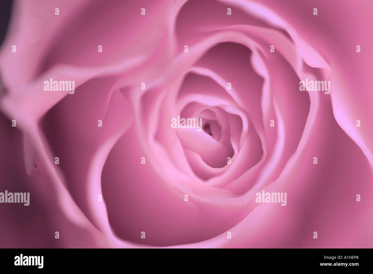 Precious lilac hi-res stock photography and images - Alamy