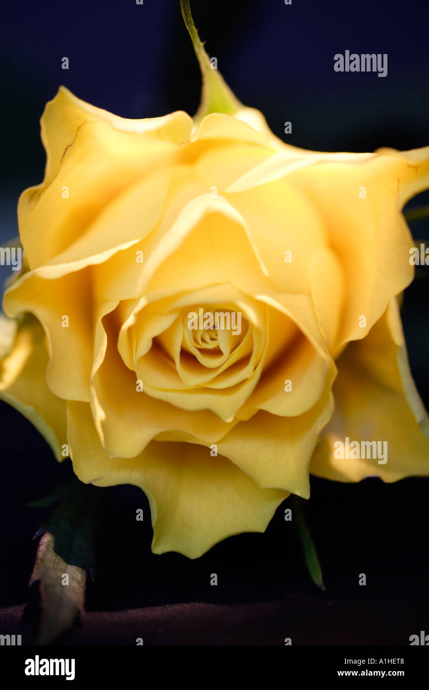 Pale gold single rose Stock Photo - Alamy