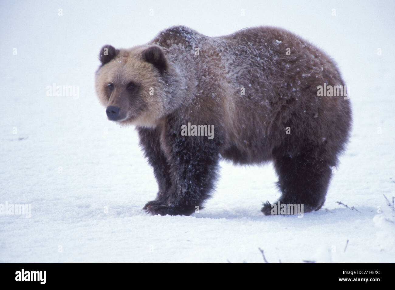 Central brooks range and caribou hi-res stock photography and images ...