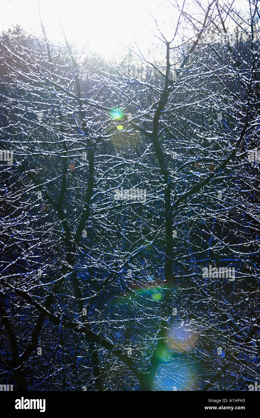 Snowed in trees against the light with lens flare visible Stock Photo ...