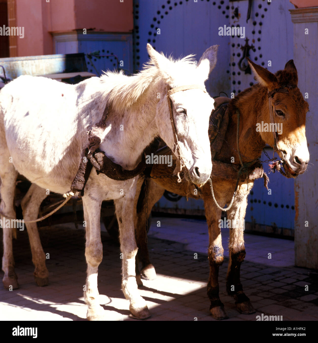 Stubborn donkey hi-res stock photography and images - Alamy