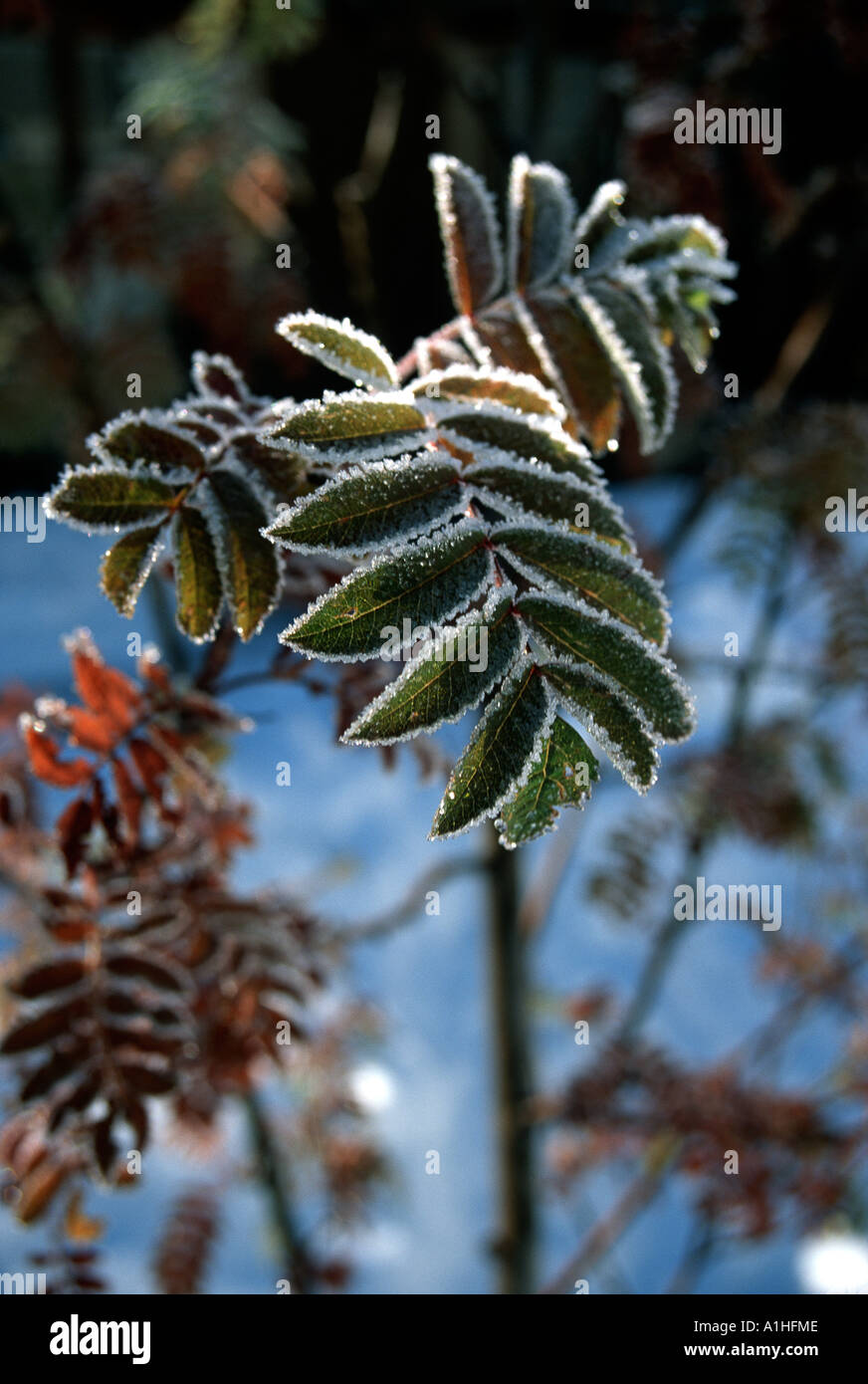 Locust winter hi-res stock photography and images - Alamy