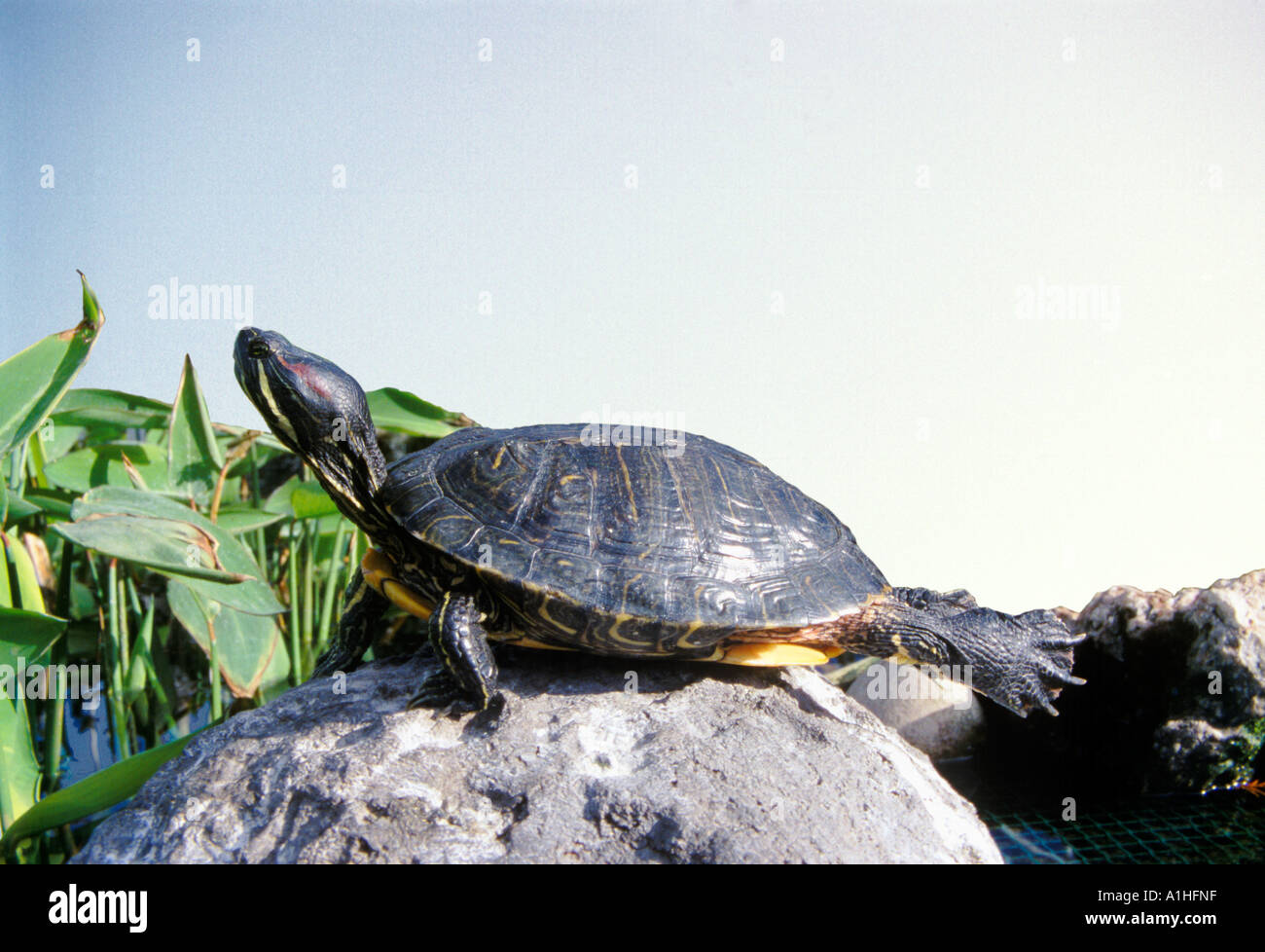 turtle stretching in sun Stock Photo - Alamy