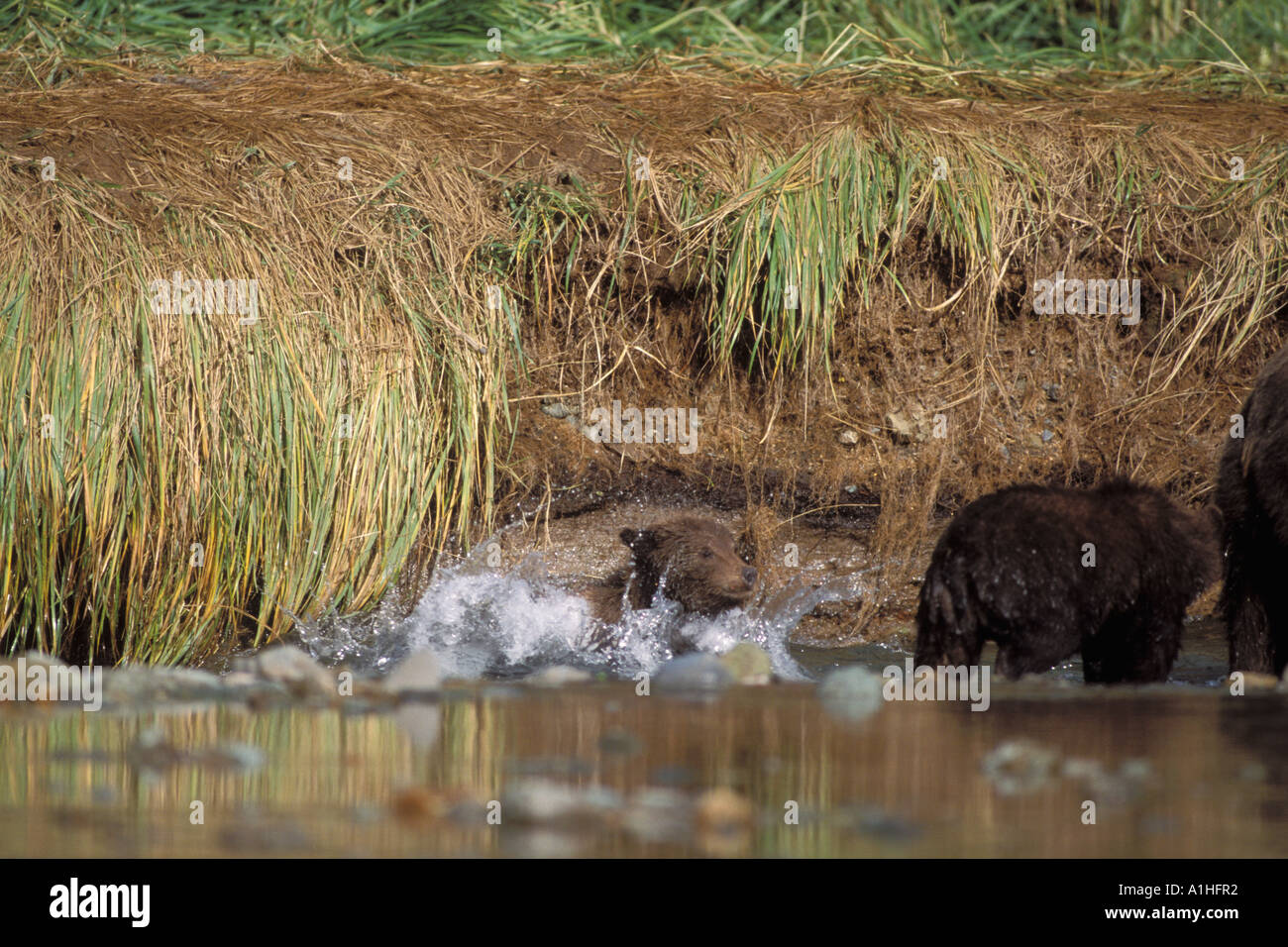 brown bear Ursus arctos grizzly bear Ursus horribils cubs jump in river ...