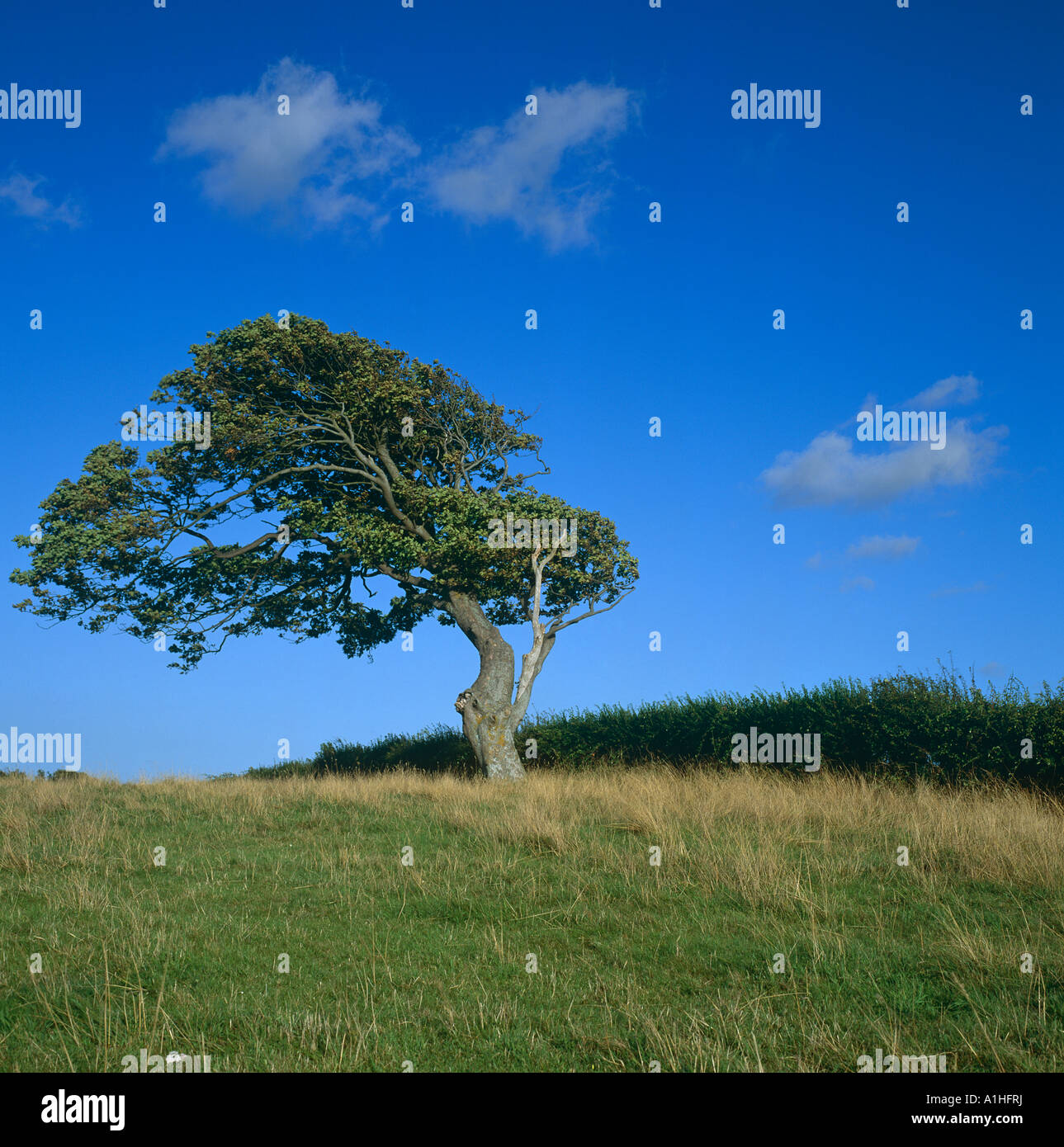 Olive Tree Cyprus Stock Photo - Alamy