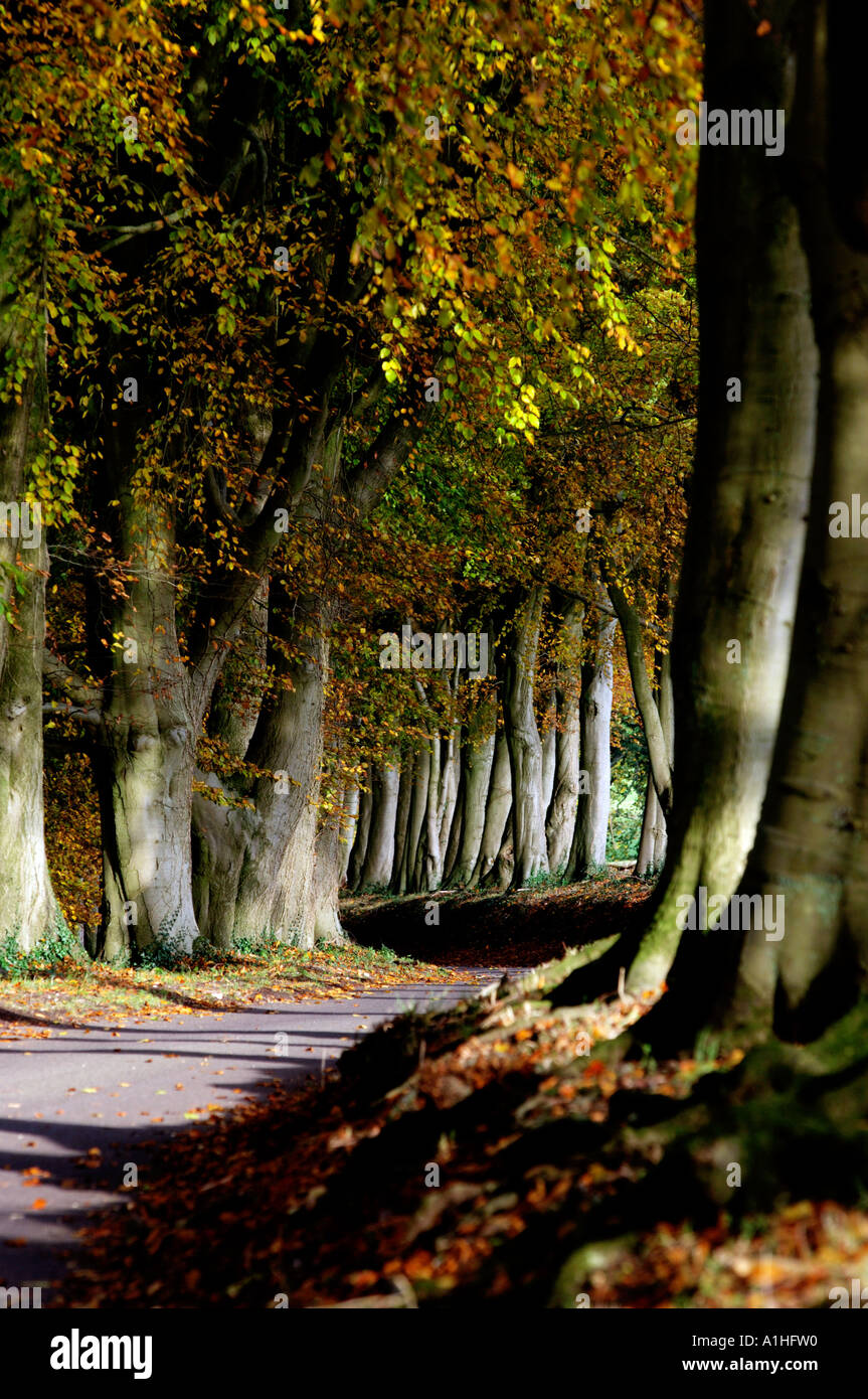 Rows of beech trees hi-res stock photography and images - Alamy