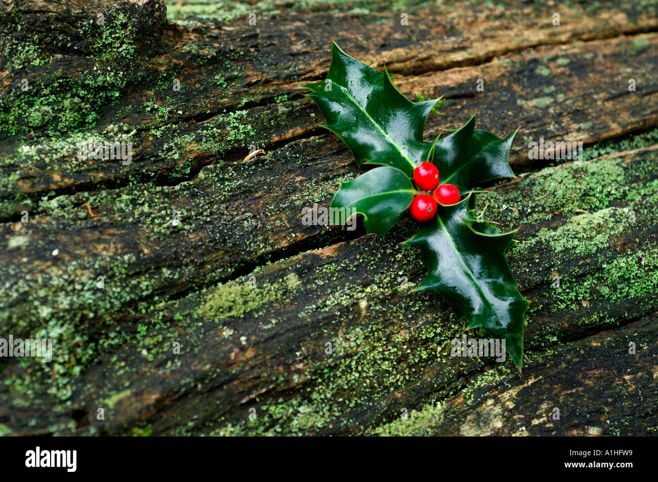 Holly bark hi-res stock photography and images - Alamy