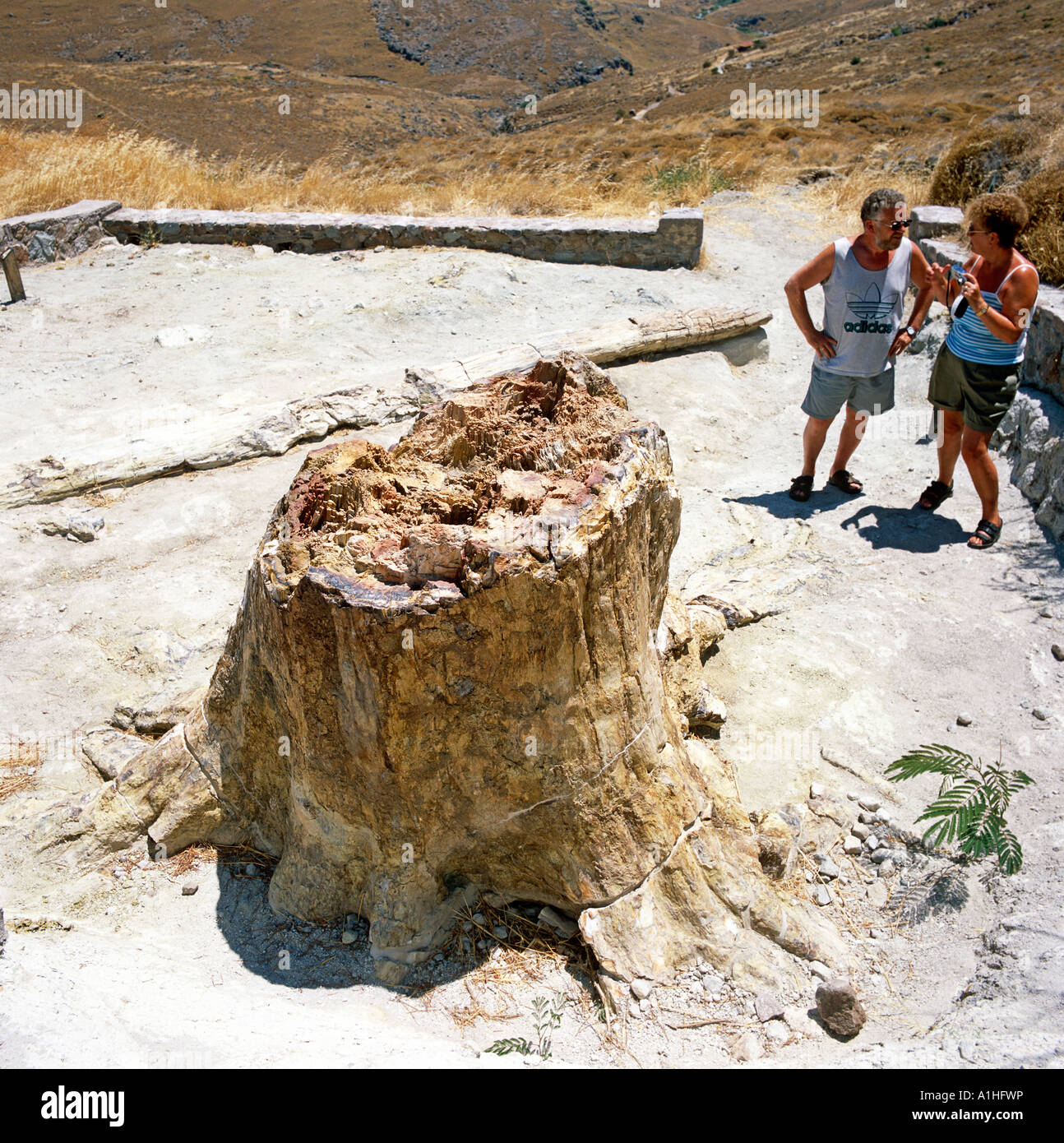 Petrified forest lesbos hi-res stock photography and images - Alamy