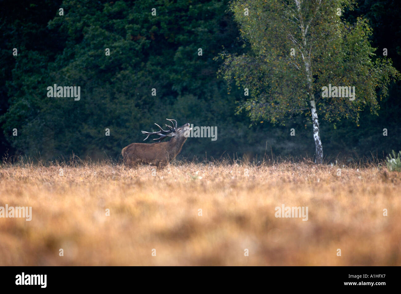 Red Deer Displaying Stock Photo - Alamy
