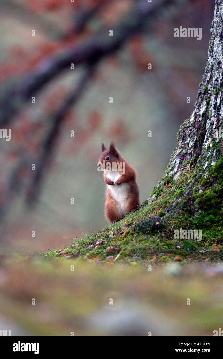 Red Squirrel Standing Stock Photo - Alamy