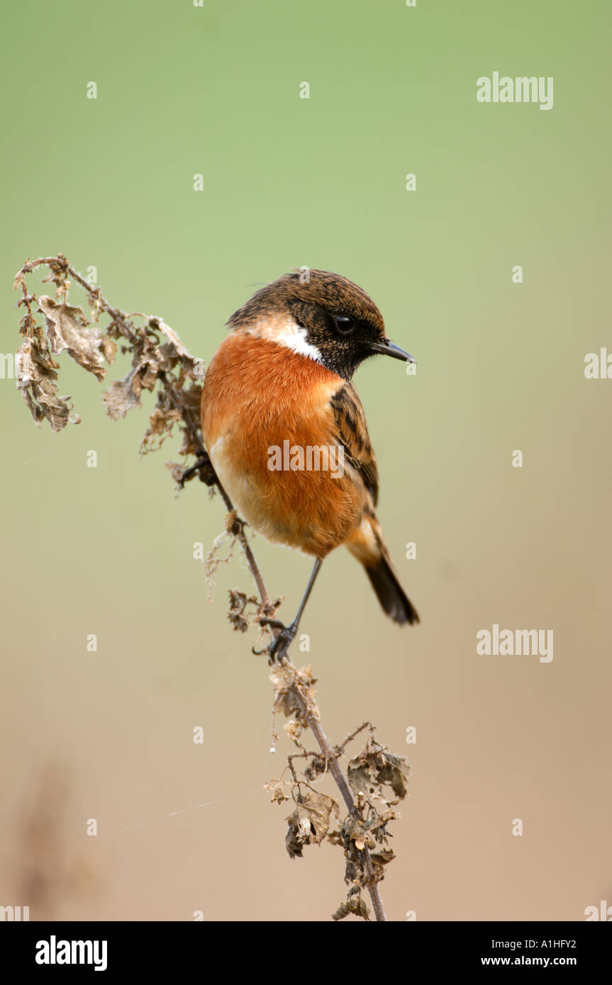 Stonechat wintering hi-res stock photography and images - Alamy