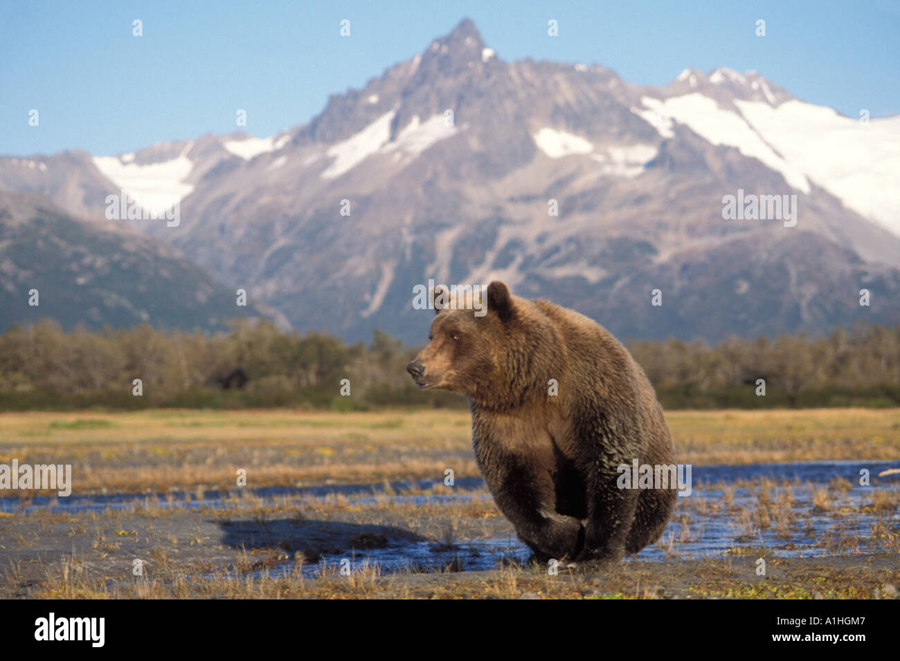 brown bear Ursus arctos grizzly bear Ursus horribils stretching its ...