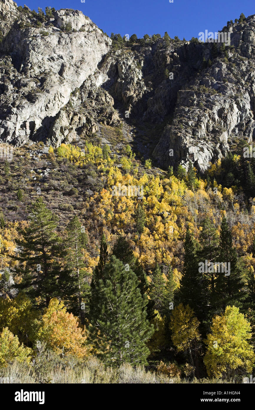 Birch trees with colourful fall leaves on the June Lake Loop Road near ...