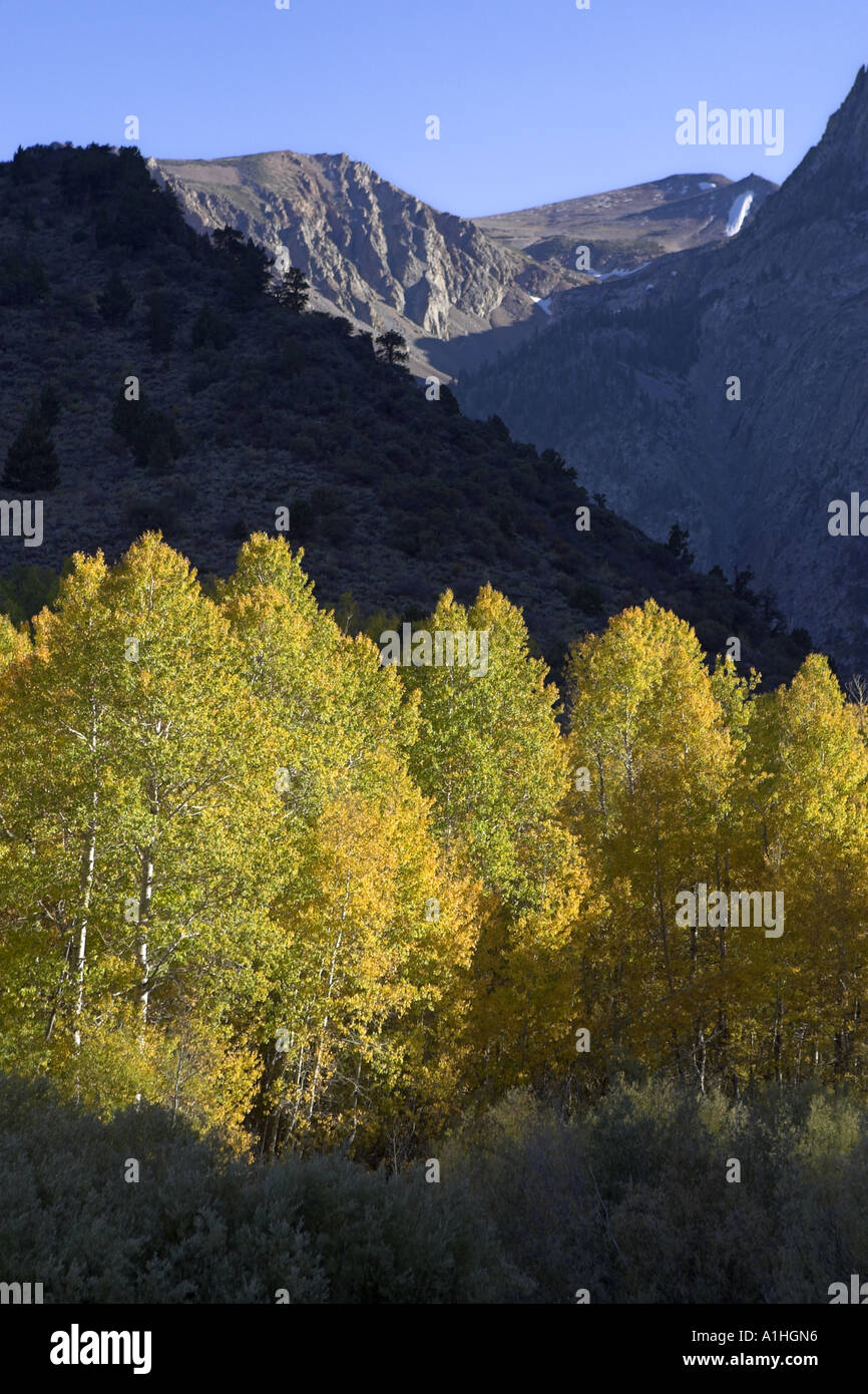 Colourful birch trees on the June Lake Loop Road Inyo National Forest ...