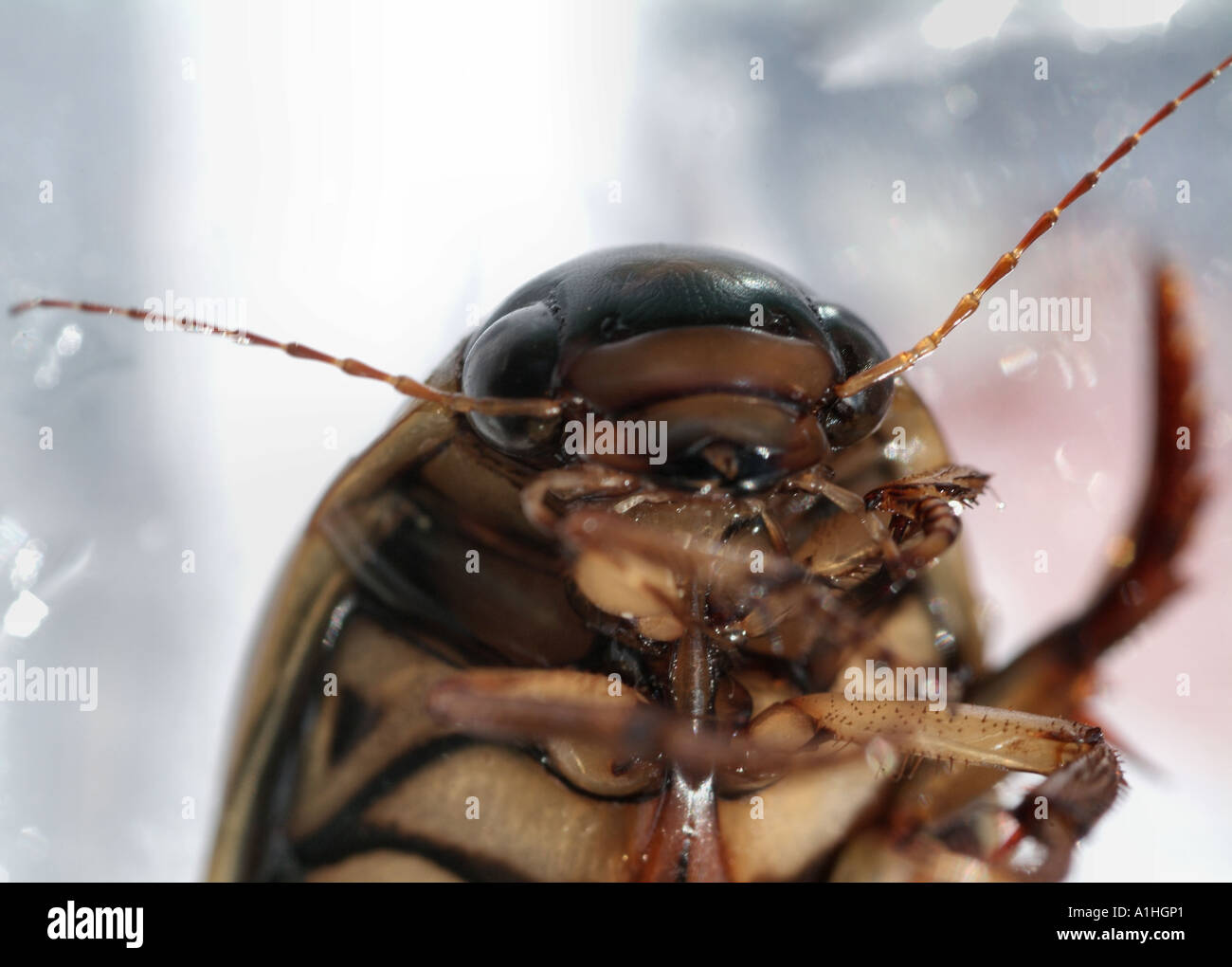 Great Diving Beetle (Dytiscus marginalis Stock Photo - Alamy