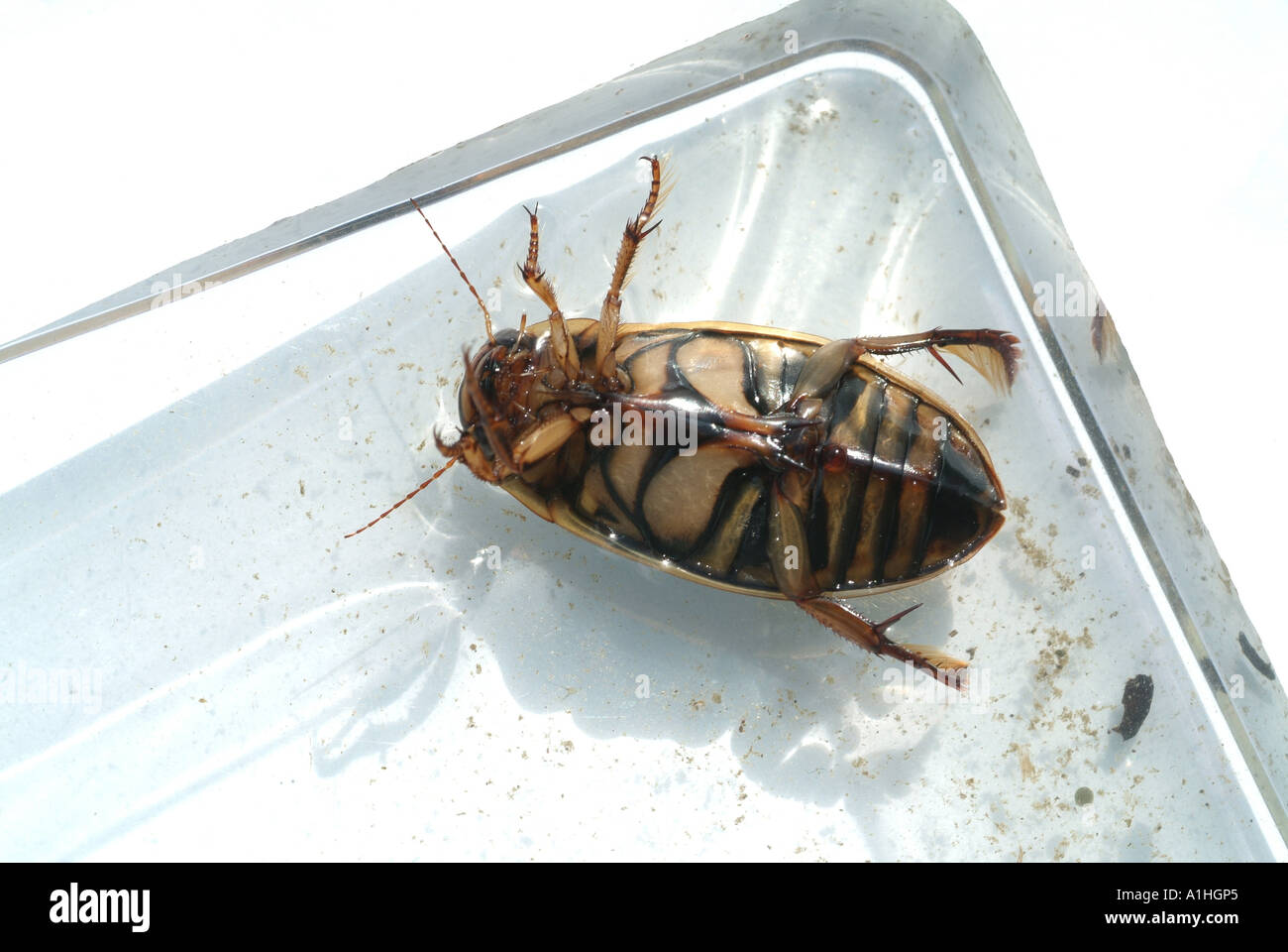 Great Diving Beetle (Dytiscus marginalis Stock Photo - Alamy