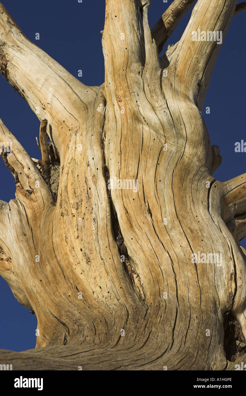 Trunk patterns hi-res stock photography and images - Alamy