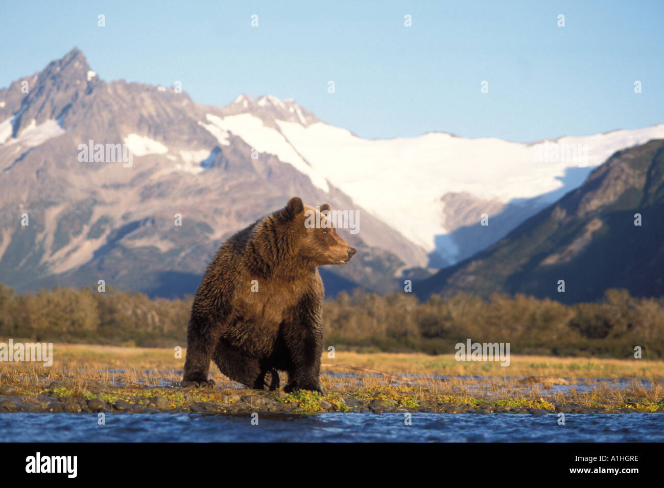 brown bear Ursus arctos grizzly bear Ursus horribils stretching its ...