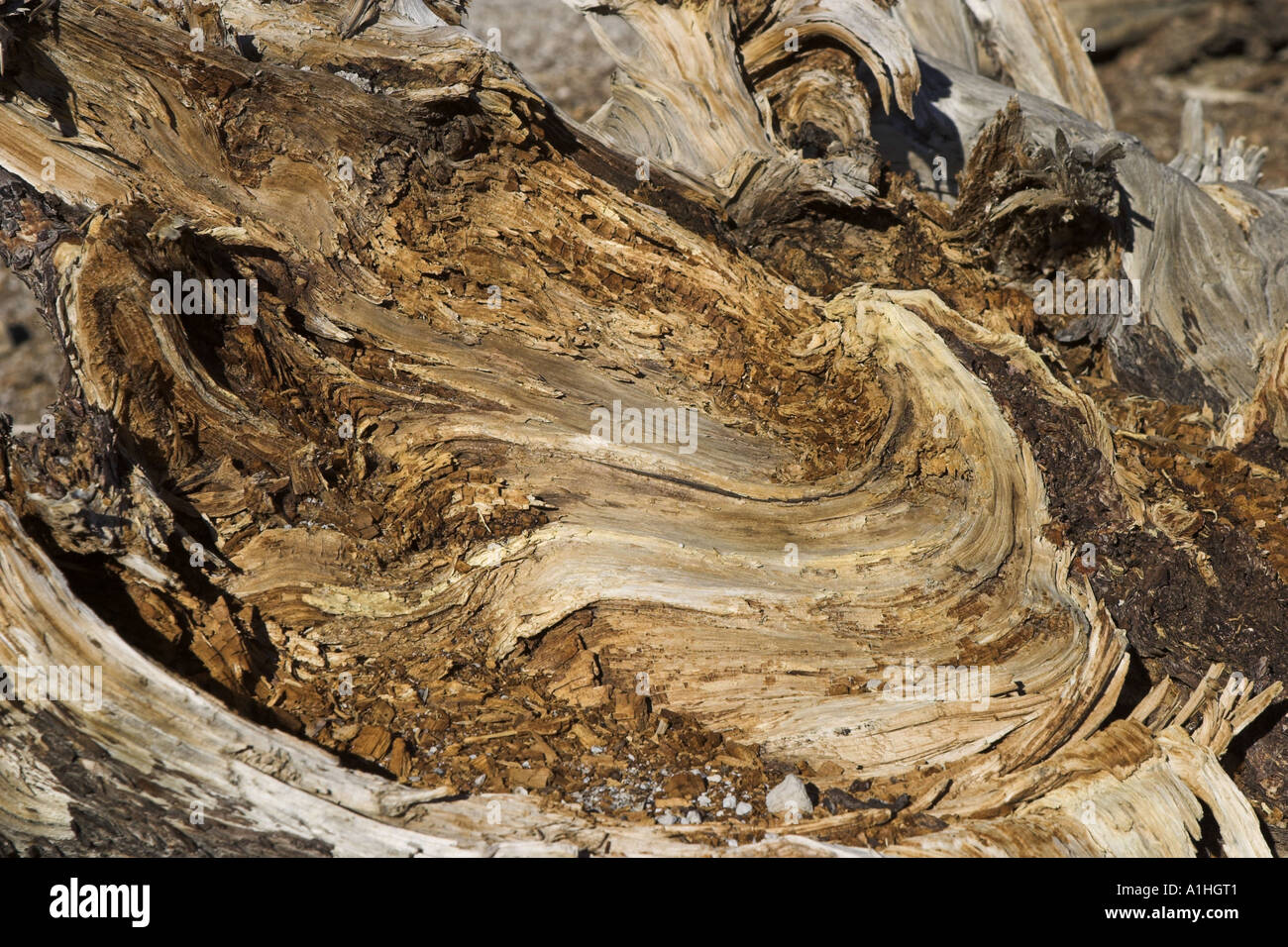 Wood patterns hi-res stock photography and images - Alamy