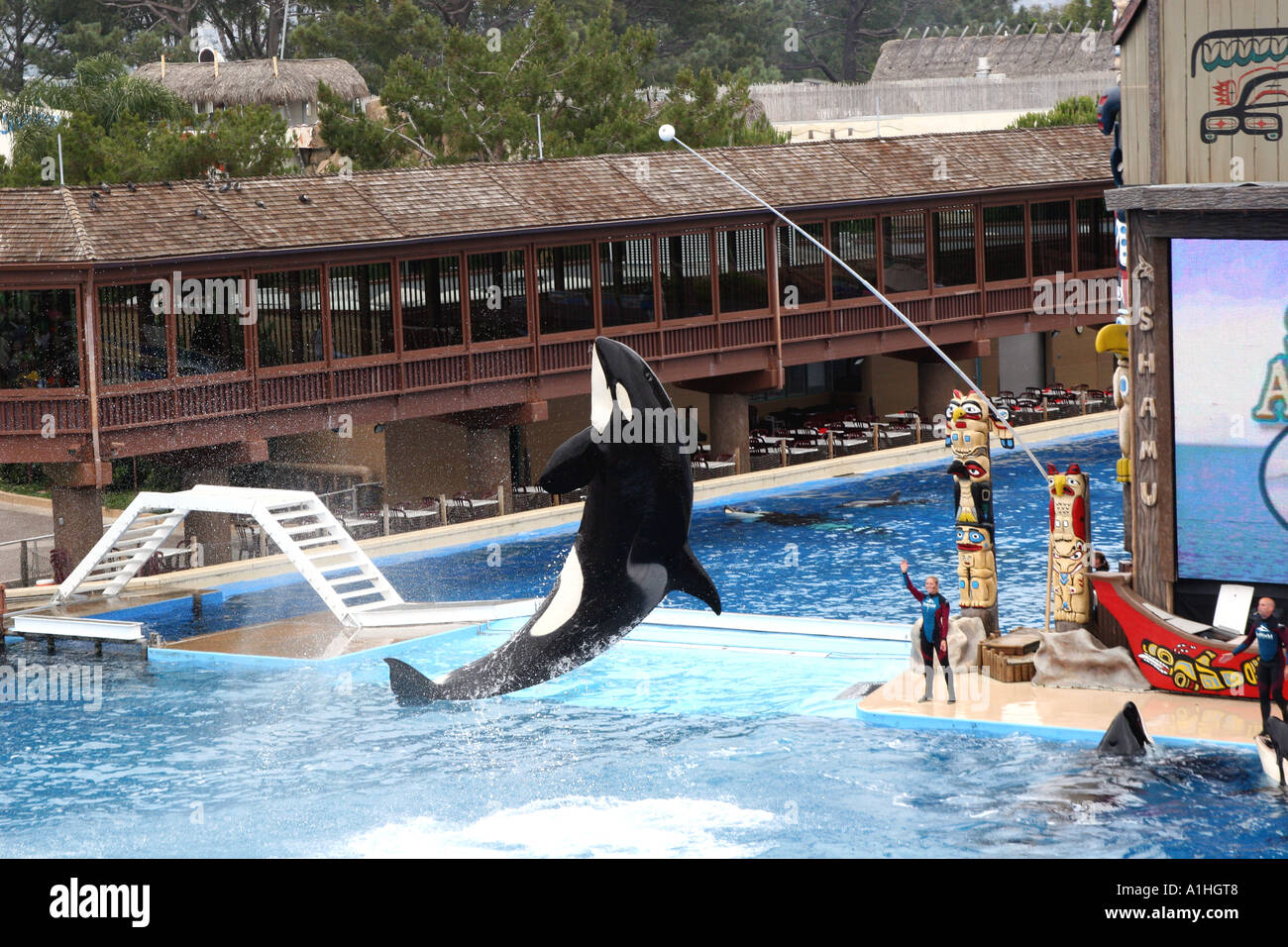 The star attraction, Shamu the killer whale SeaWorld San Diego ...