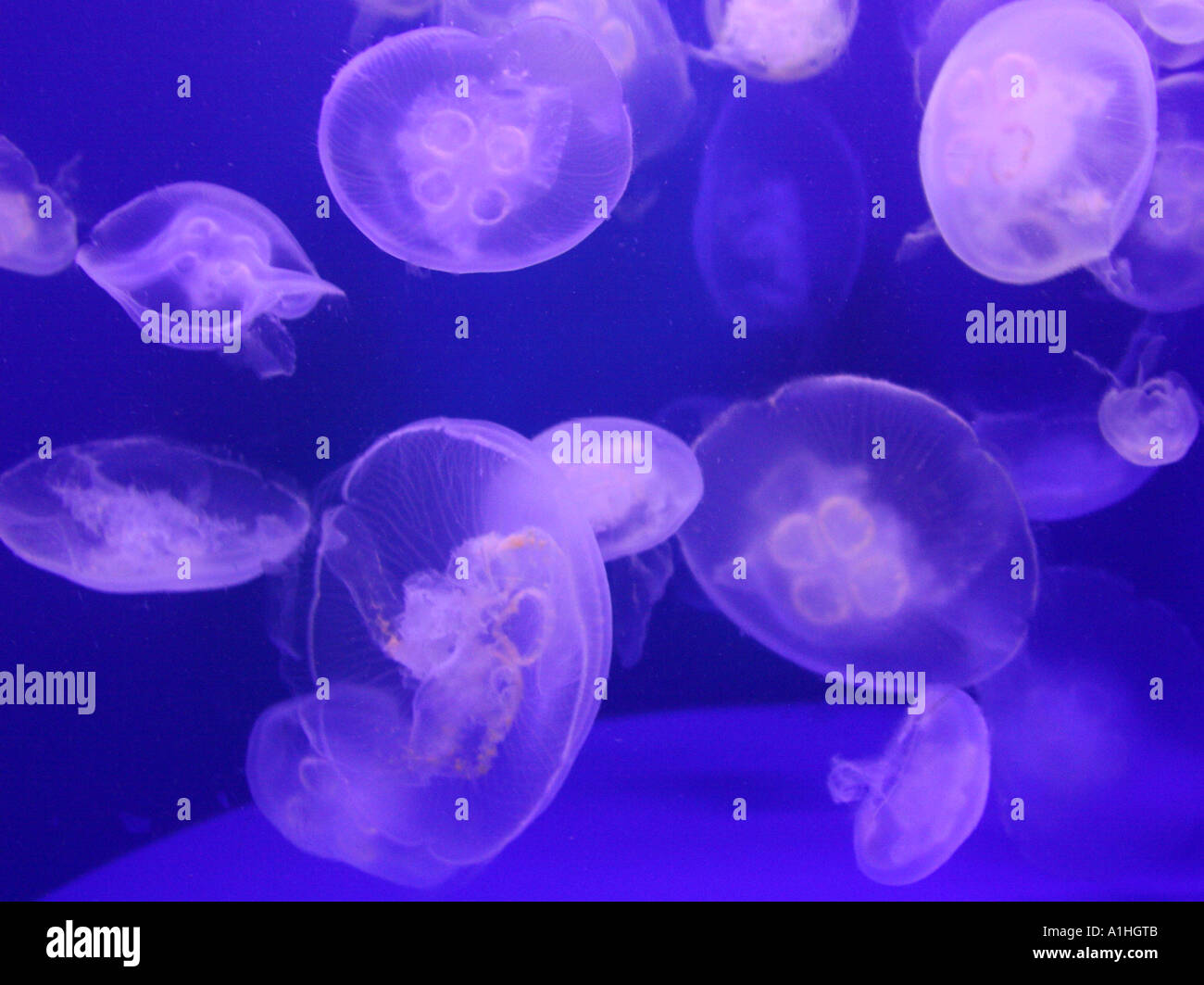 Jellyfish floating in atank at SeaWorld California USA Stock Photo - Alamy